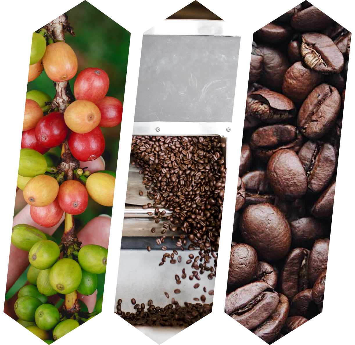 HORMONE CAFÉ - Hormone